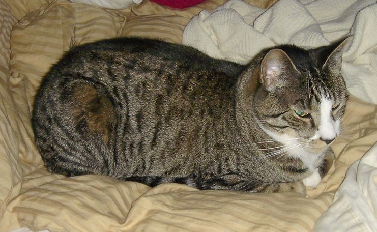 Pancreatitis – IBDKitties